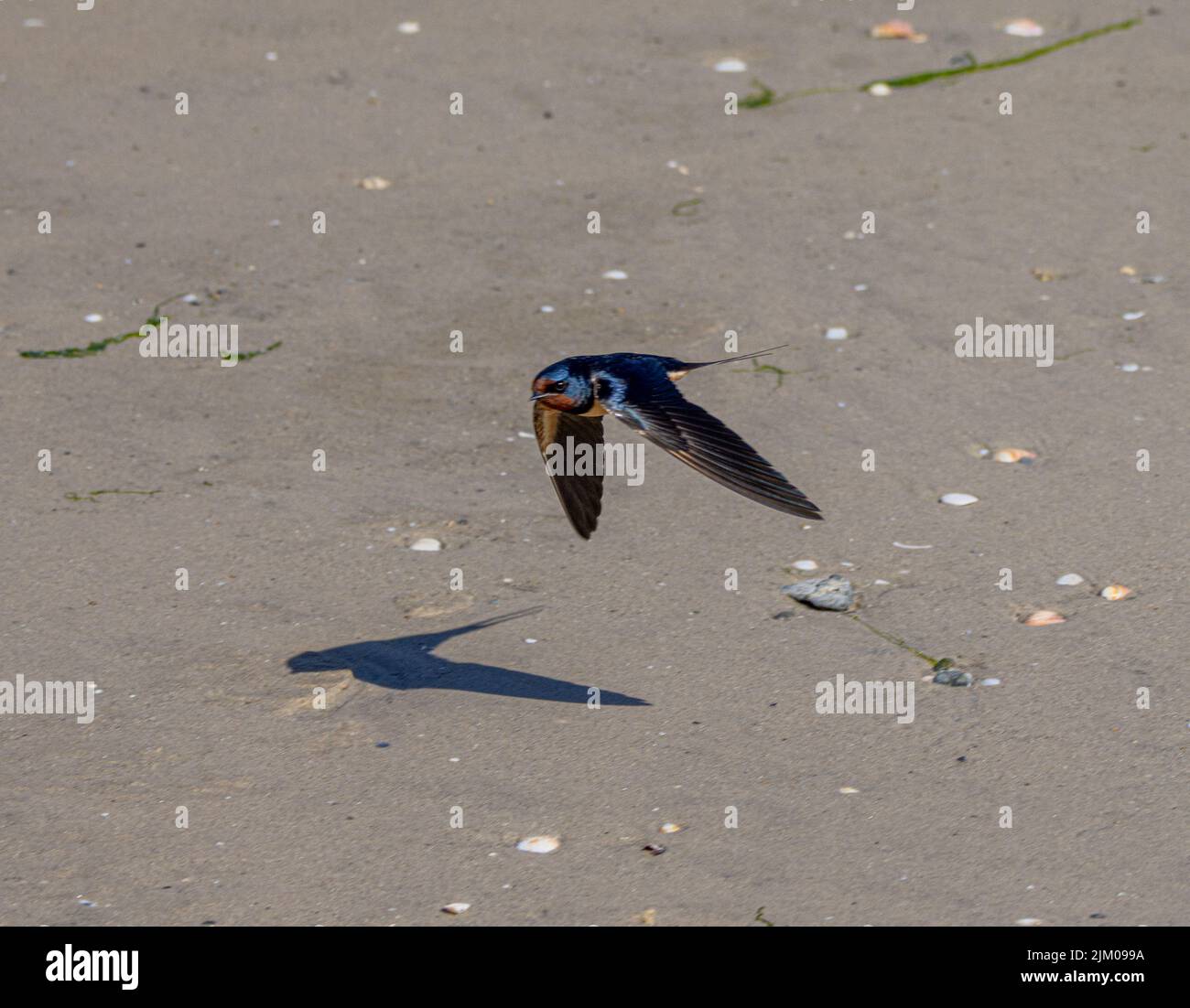 Swallow flying hi-res stock photography and images - Alamy