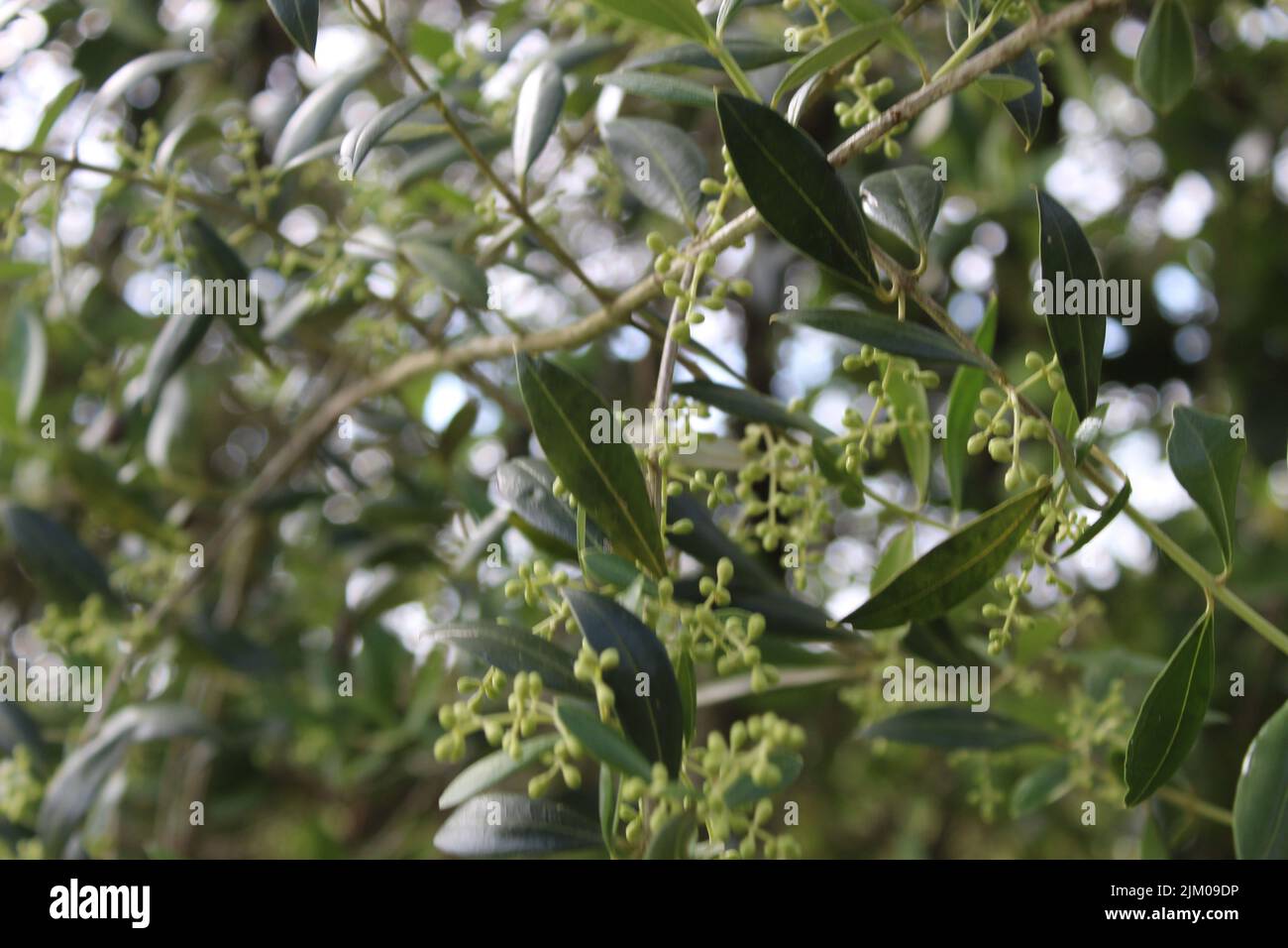 A closeup shot of a camphor tree on the blurry background Stock Photo ...