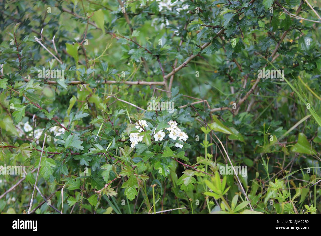 Tree brench hi-res stock photography and images - Alamy