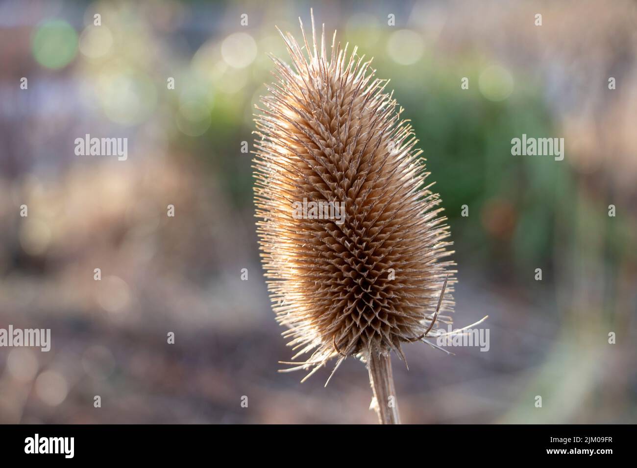 Dried teasel plant hi-res stock photography and images - Alamy