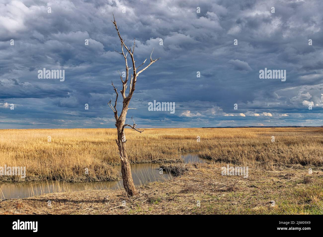 A vertical shot of a dead tree in a field under foggy clouds Stock ...