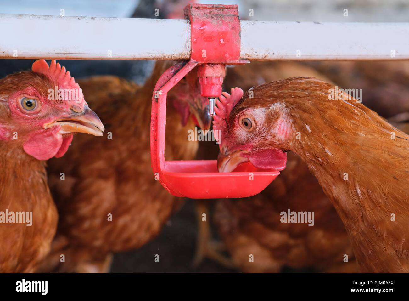 Poultry farming stress hi-res stock photography and images - Alamy