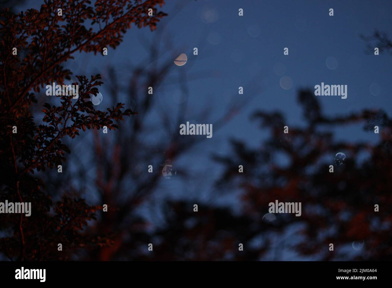 A selective focus shot of branched in the evening with bokeh lights ...