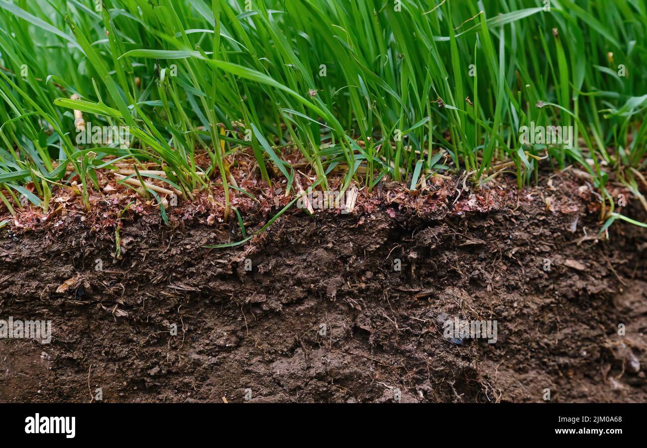 Cross section of lawn showing green grass roots at ground level wind ...
