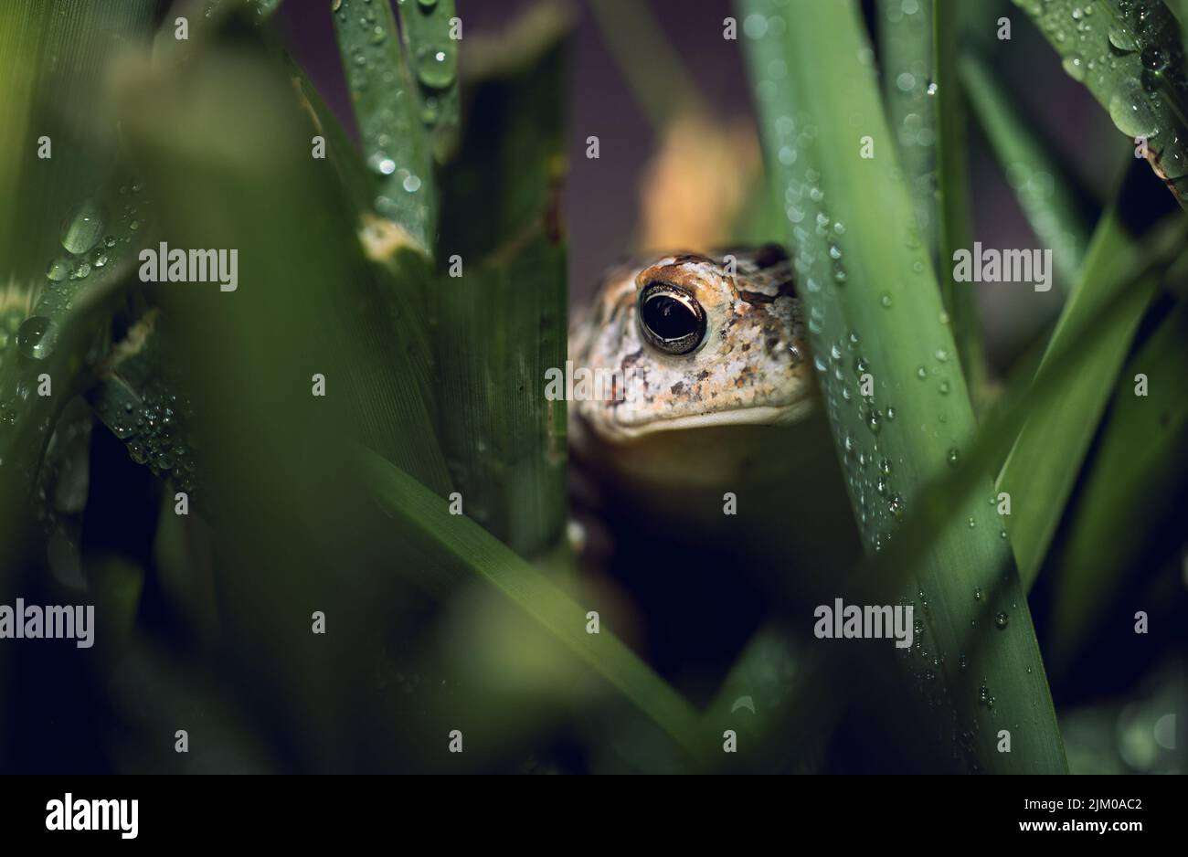 Houston toad hi-res stock photography and images - Alamy
