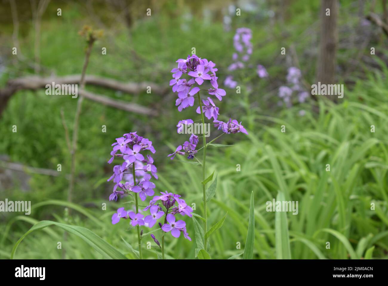 A selective focus shot of blooming purple flowers Stock Photo - Alamy