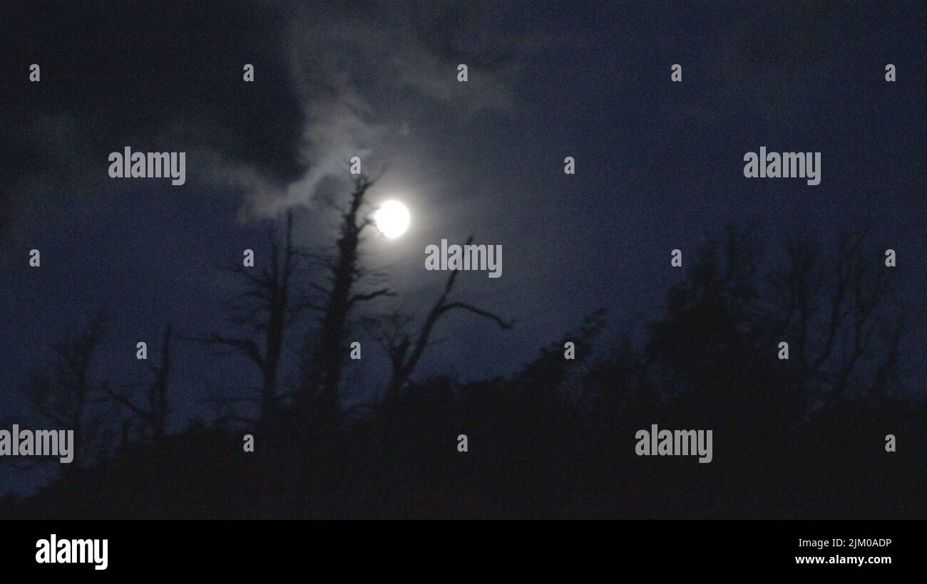 The moon seen through the trees at night Stock Photo - Alamy