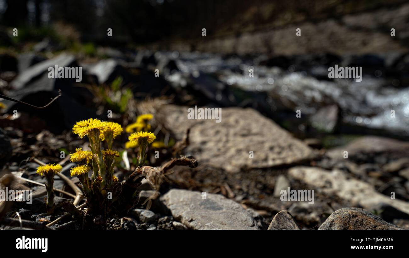 A closeup of a bunch of Tussilago farfara, commonly known as coltsfoot ...