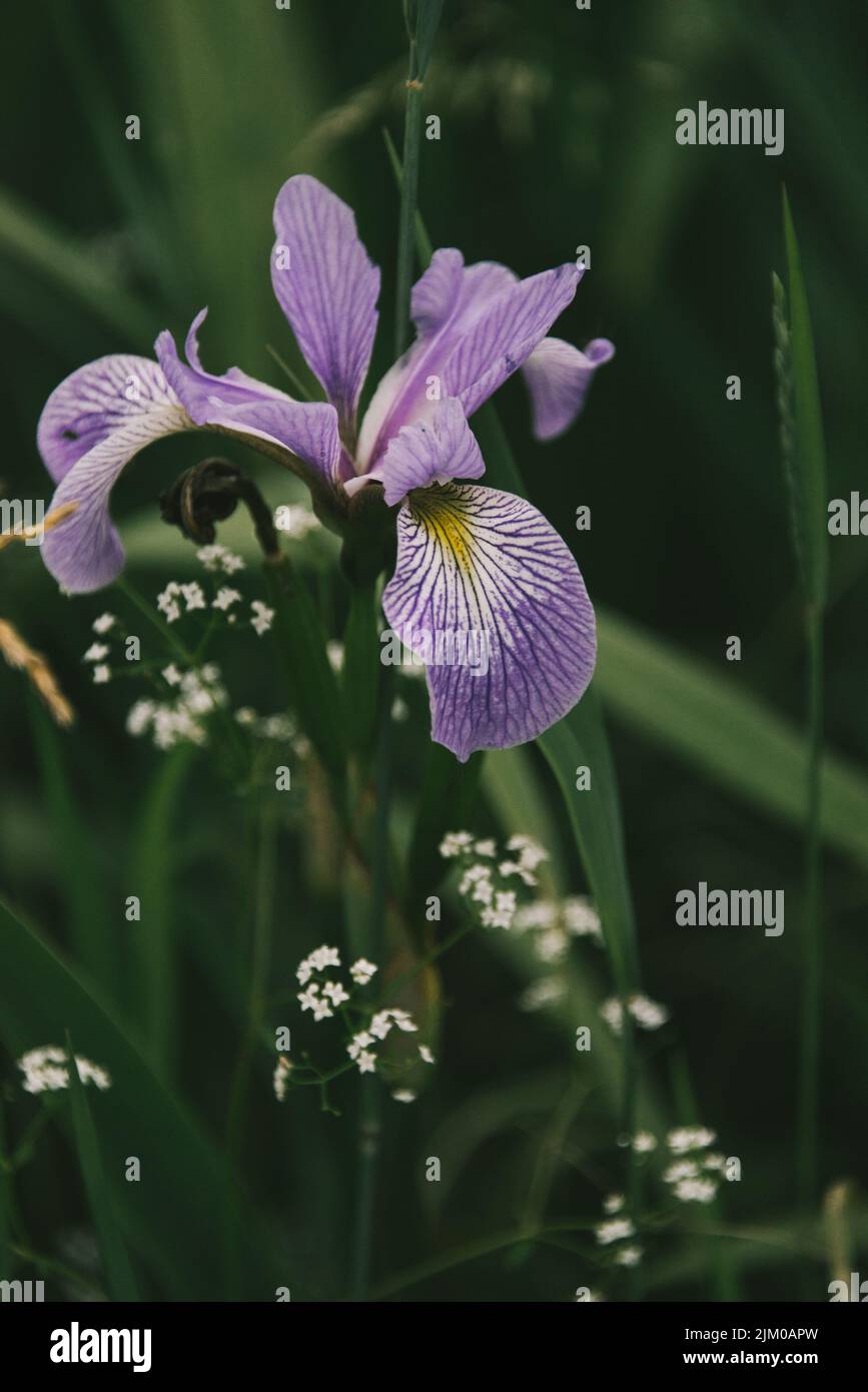 A vertical closeup of Iris tectorum, also known as roof iris, Japanese ...