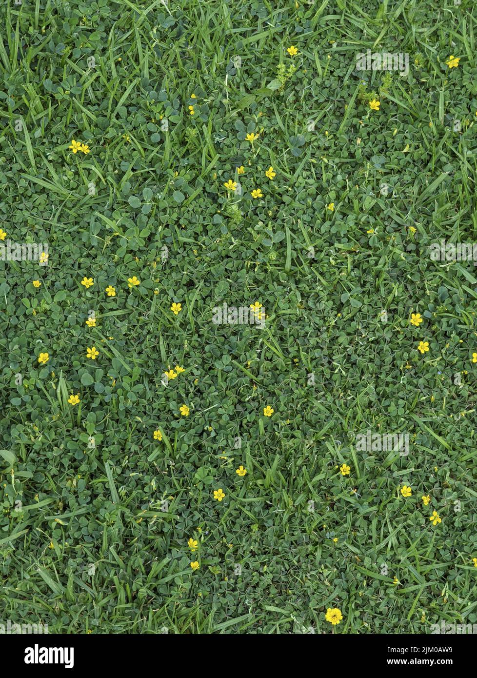 A vertical closeup of lawn grass with small yellow flowers. Top view ...