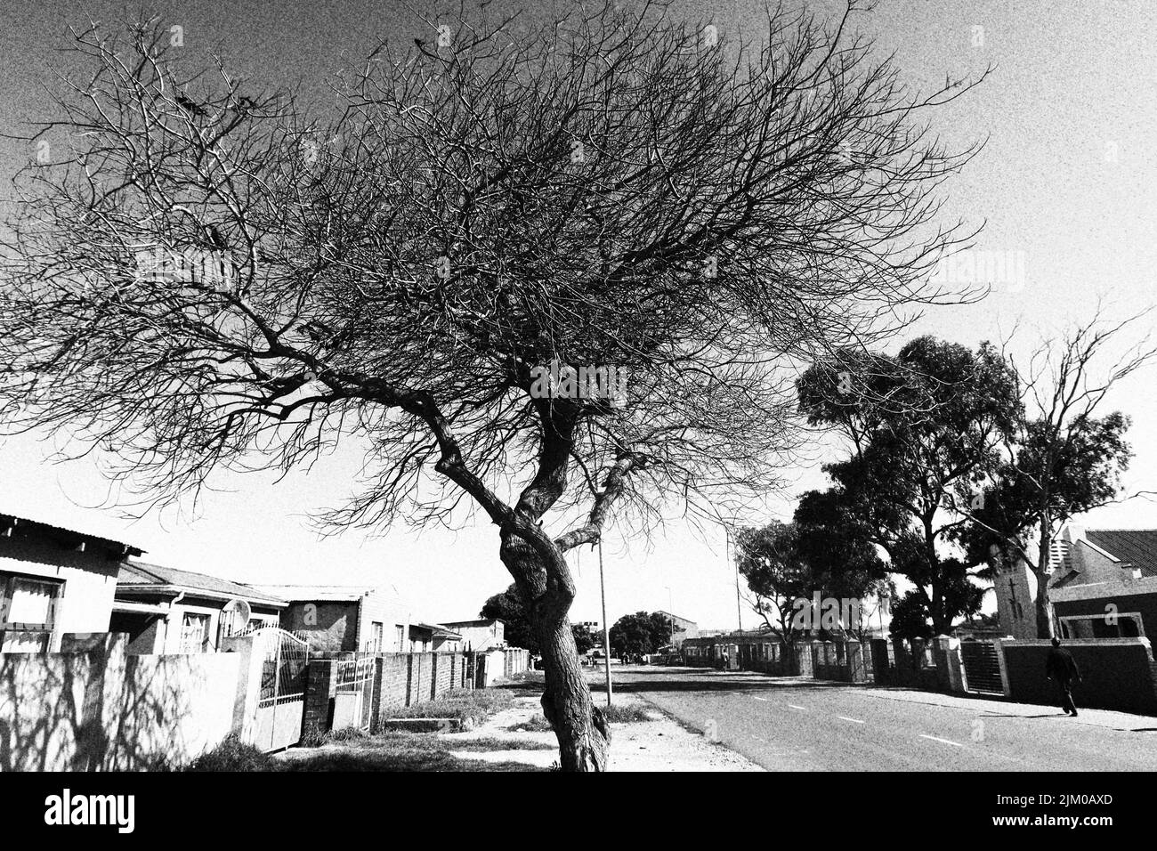 City trees street Black and White Stock Photos & Images - Alamy