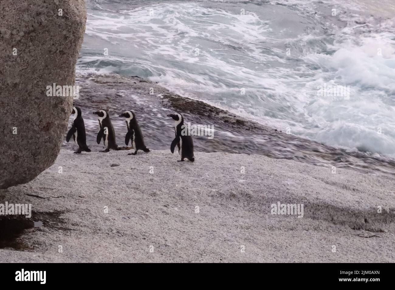 Coast penguins hi-res stock photography and images - Alamy