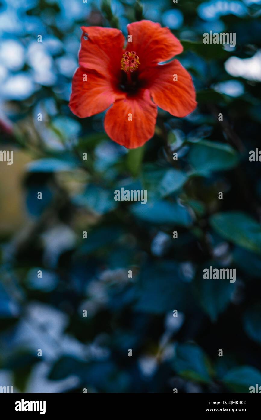 A vertical closeup shot of a red shoeblack plant flower on a blurry ...