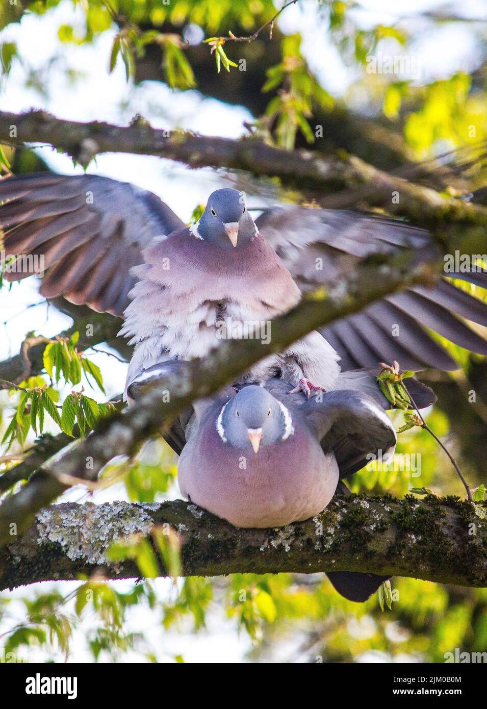 Dove by the water hi-res stock photography and images - Alamy