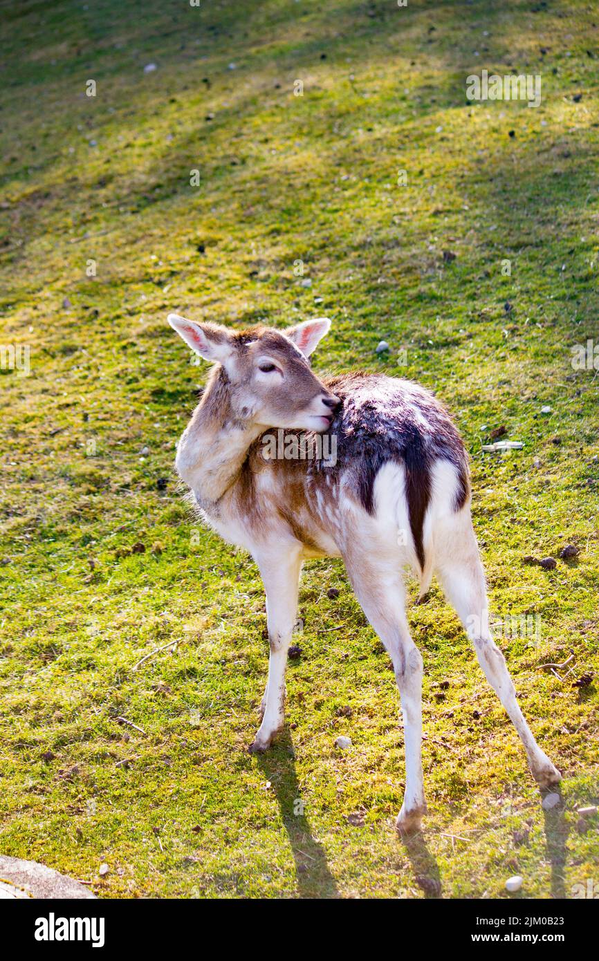 The vertical shot of the European fallow deer also known as the common ...