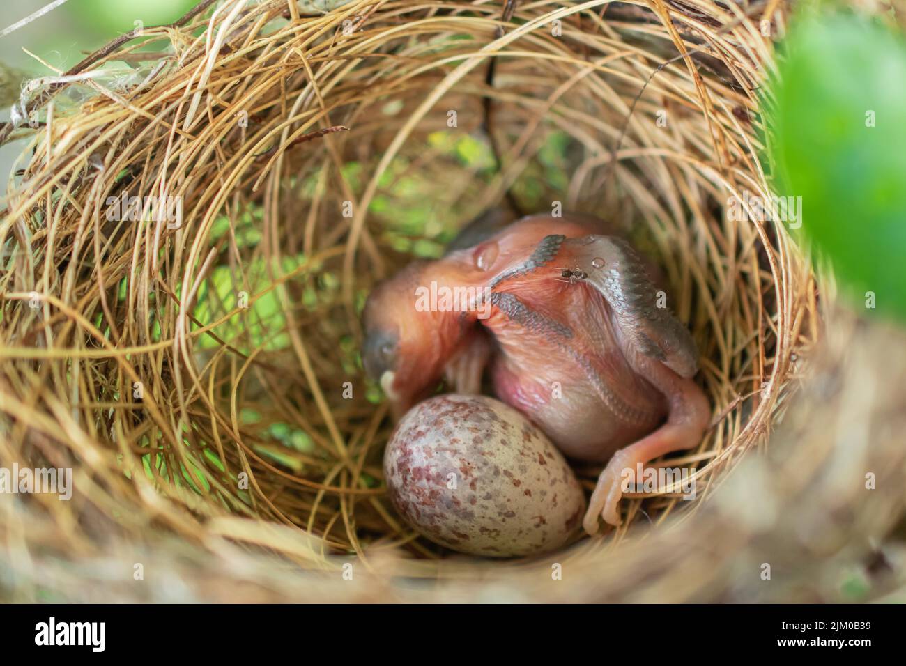 Newborn bird nest hi-res stock photography and images - Alamy