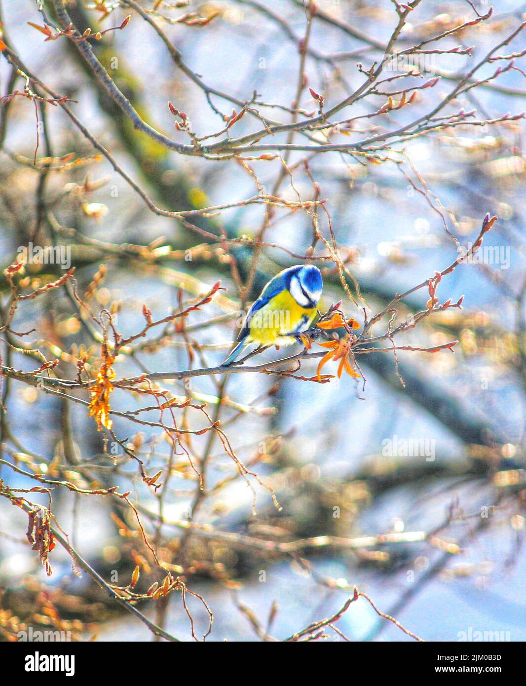 The close-up shot of The Old World flycatchers on a tree branch Stock ...
