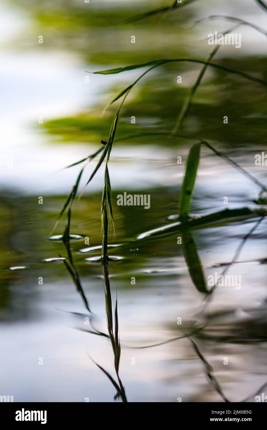 The vertical shot of green fresh twigs on a river lake with blurred ...