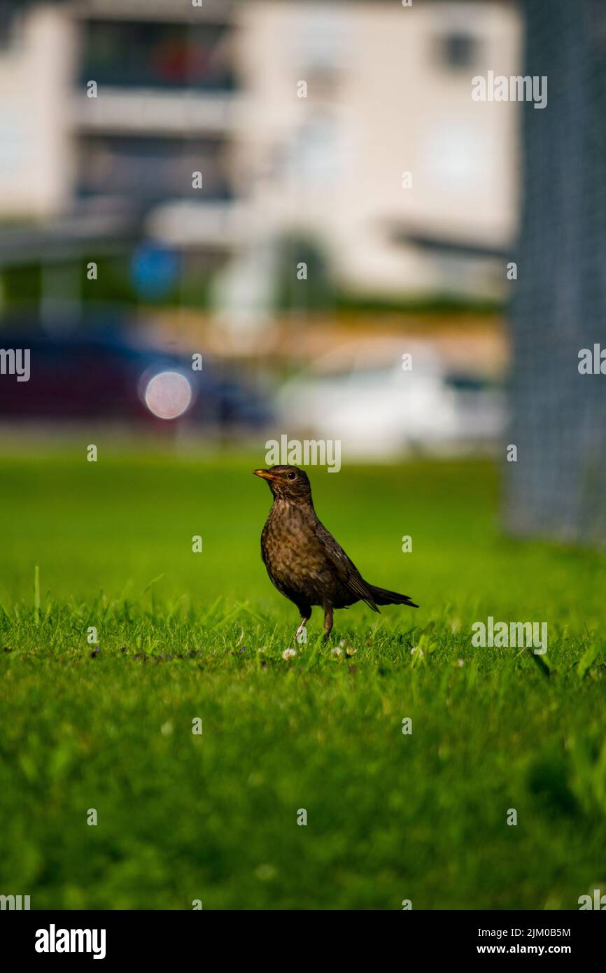 The vertical shot of a black Udus Merula-a common blackbird is a ...
