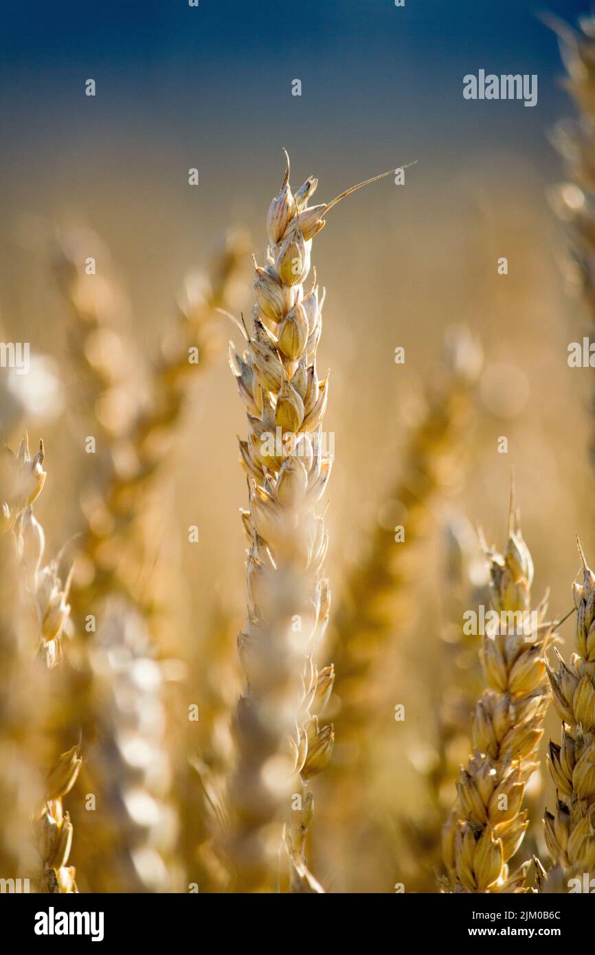 the Khorasan wheat or Oriental wheat, commercially known as Kamut, is a ...