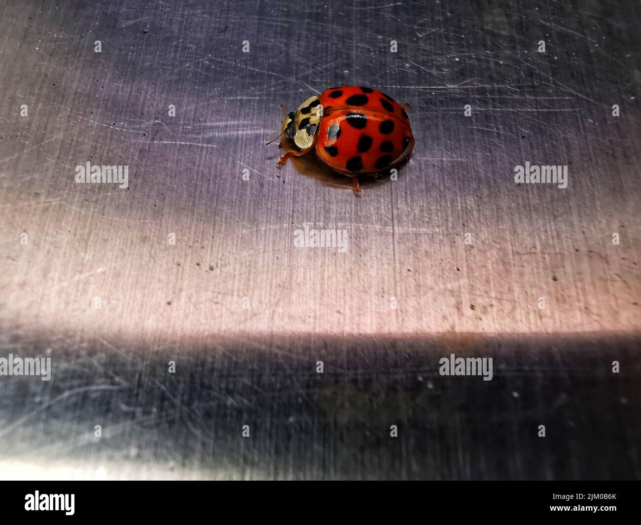 The close-up shot of a ladybug on a steel surface Stock Photo - Alamy