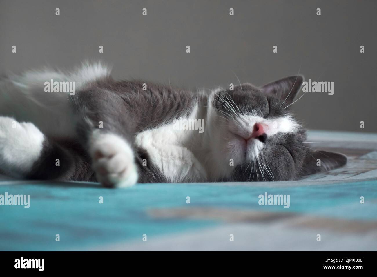 Sleeping cat in bed hi-res stock photography and images - Alamy