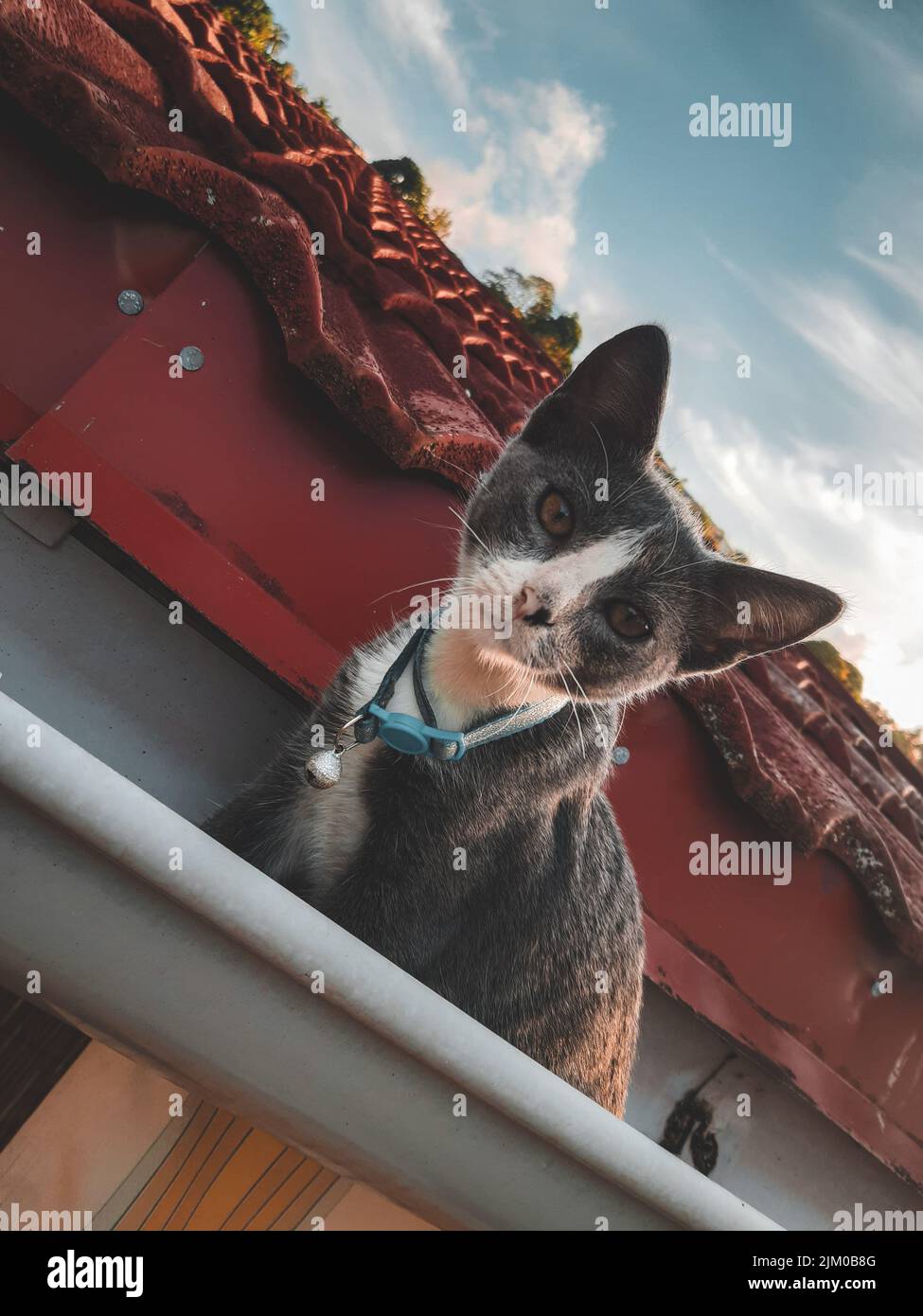 A vertical shot of a cat sitting on the roof in a rain gutter Stock ...