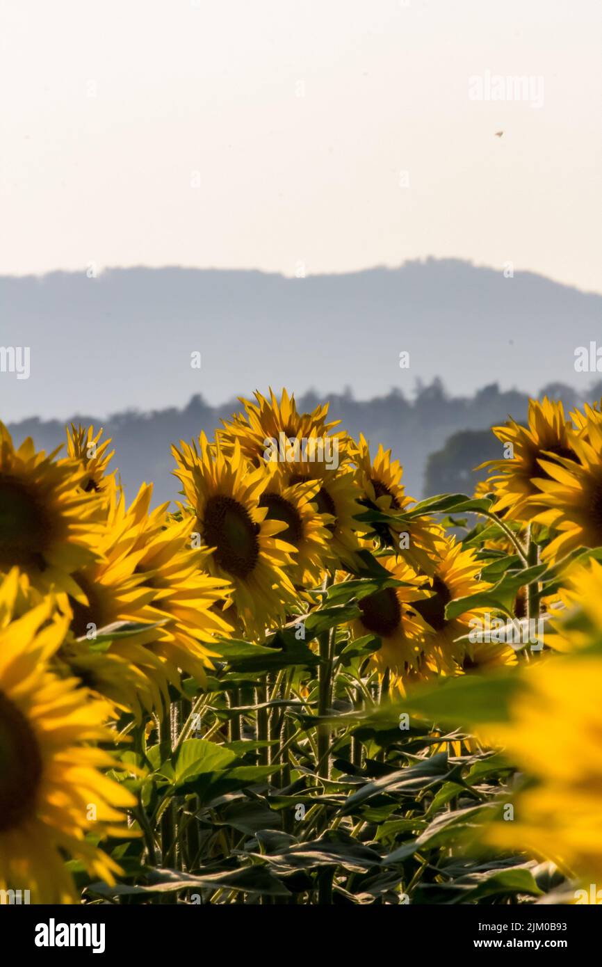 the Close-up vertical shot of sunflowers on a sunflower field Stock ...
