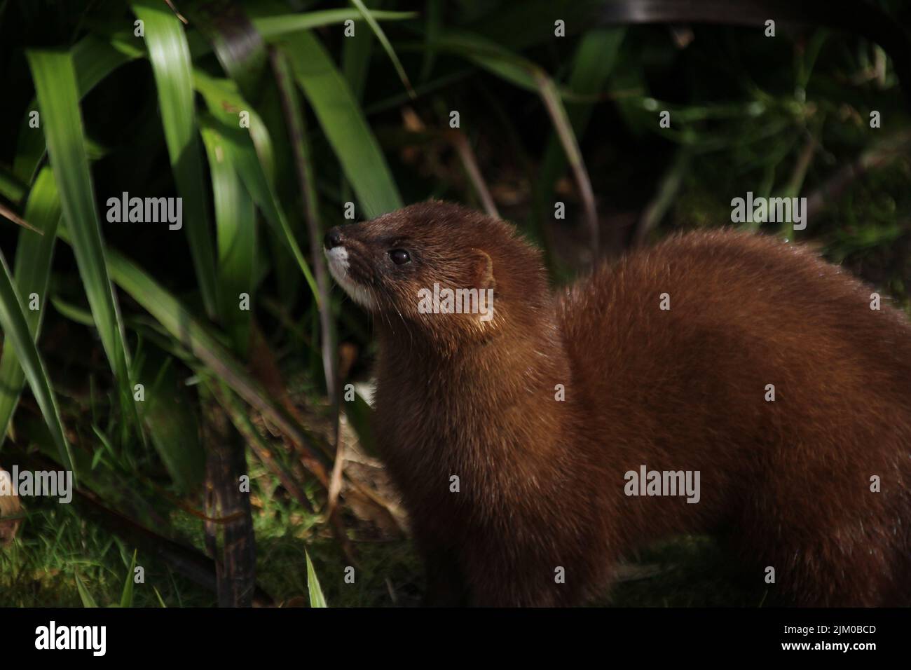 A cute, fluffy mink in Willy-Dohmen Park in Germany on a blurred ...