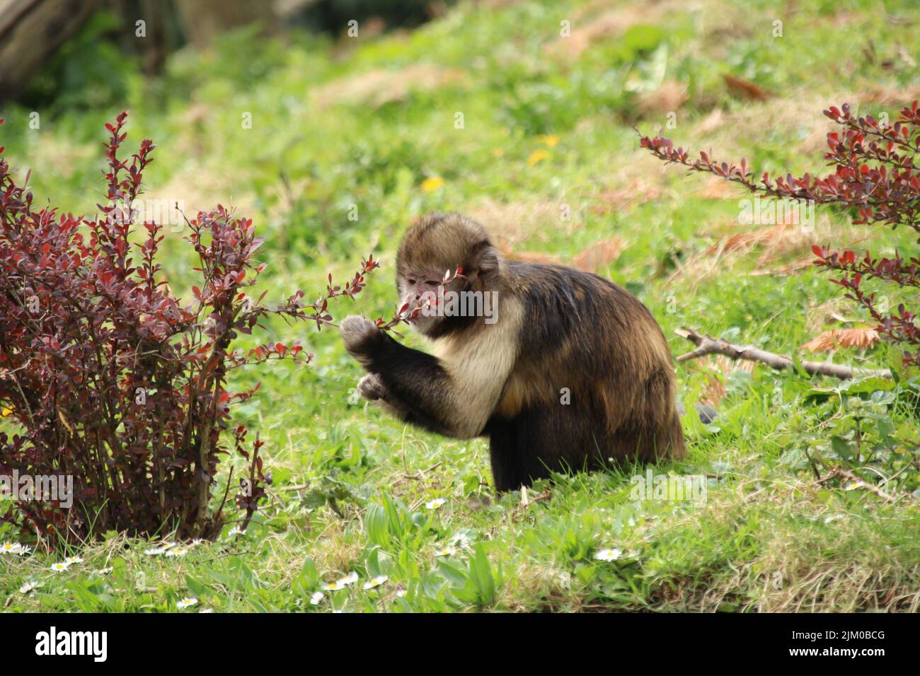 A cute little monkey examining flowering plants in Willy-Dohmen Park in ...