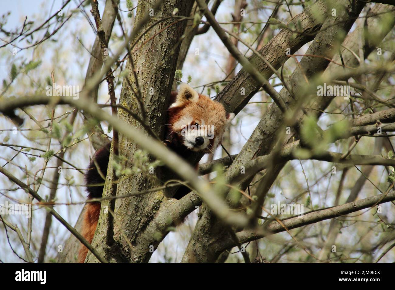 A scenic view of a red panda on a tree in Willy-Dohmen Park Stock Photo ...
