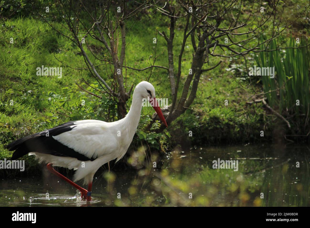 A scenic view of a white stork in Willy-Dohmen Park in Germany Stock ...