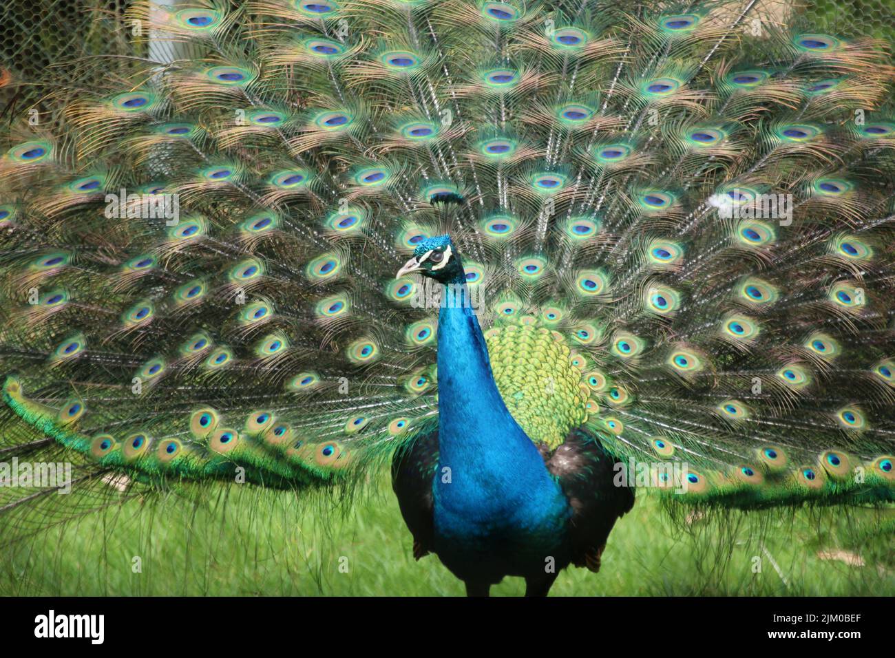 A scenic view of a peacock with a beautiful tail in Willy-Dohmen Park ...