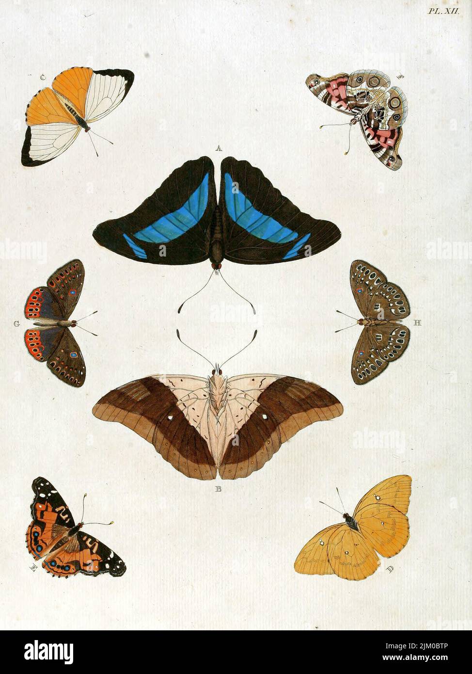A 19th century vintage illustration of colorful butterflies Stock Photo ...
