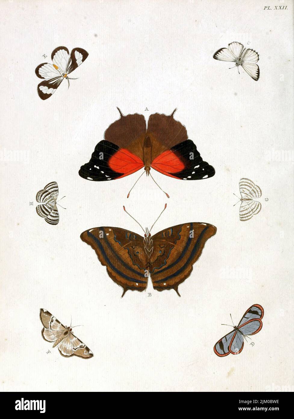 A 19th century vintage illustration of colorful butterflies Stock Photo ...