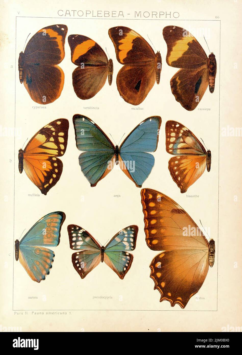 A vertical 19th-century vintage illustration of butterflies on a white ...