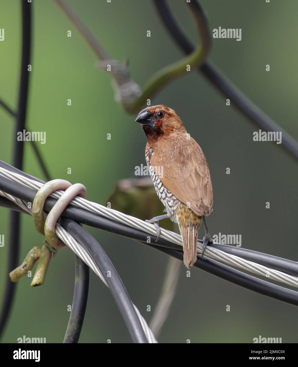 scaly-breasted munia or spotted munia sitting on the cable wire Stock ...