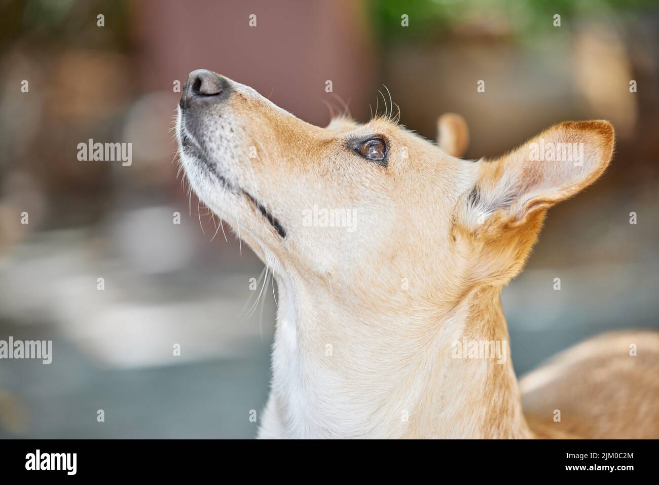 Dogs are full of wonder and imagination. an adorable dog outside in the ...