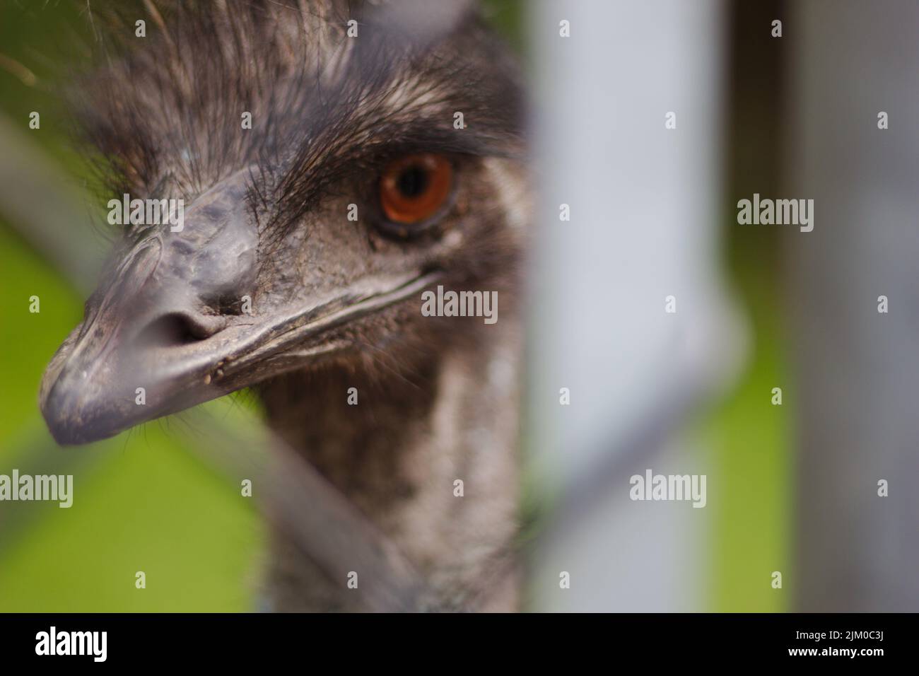 Emu closeup hi-res stock photography and images - Alamy