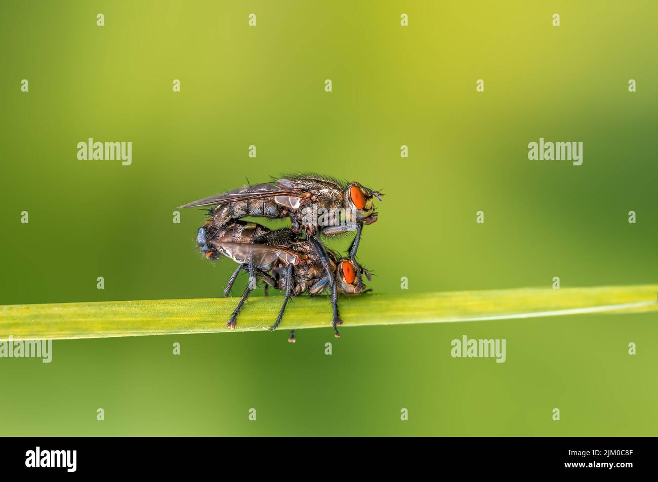 2 two flies sit on a blade of grass and mate Stock Photo - Alamy