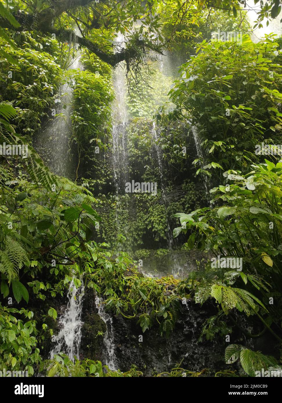 A vertical low angle of water streaming down through green branches of ...