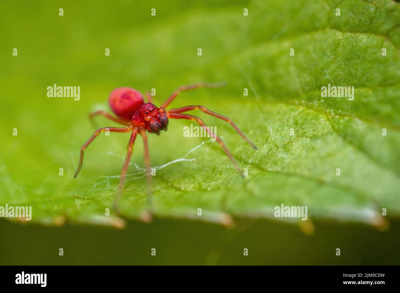 a small red spider is waiting for its prey on a leaf Stock Photo - Alamy