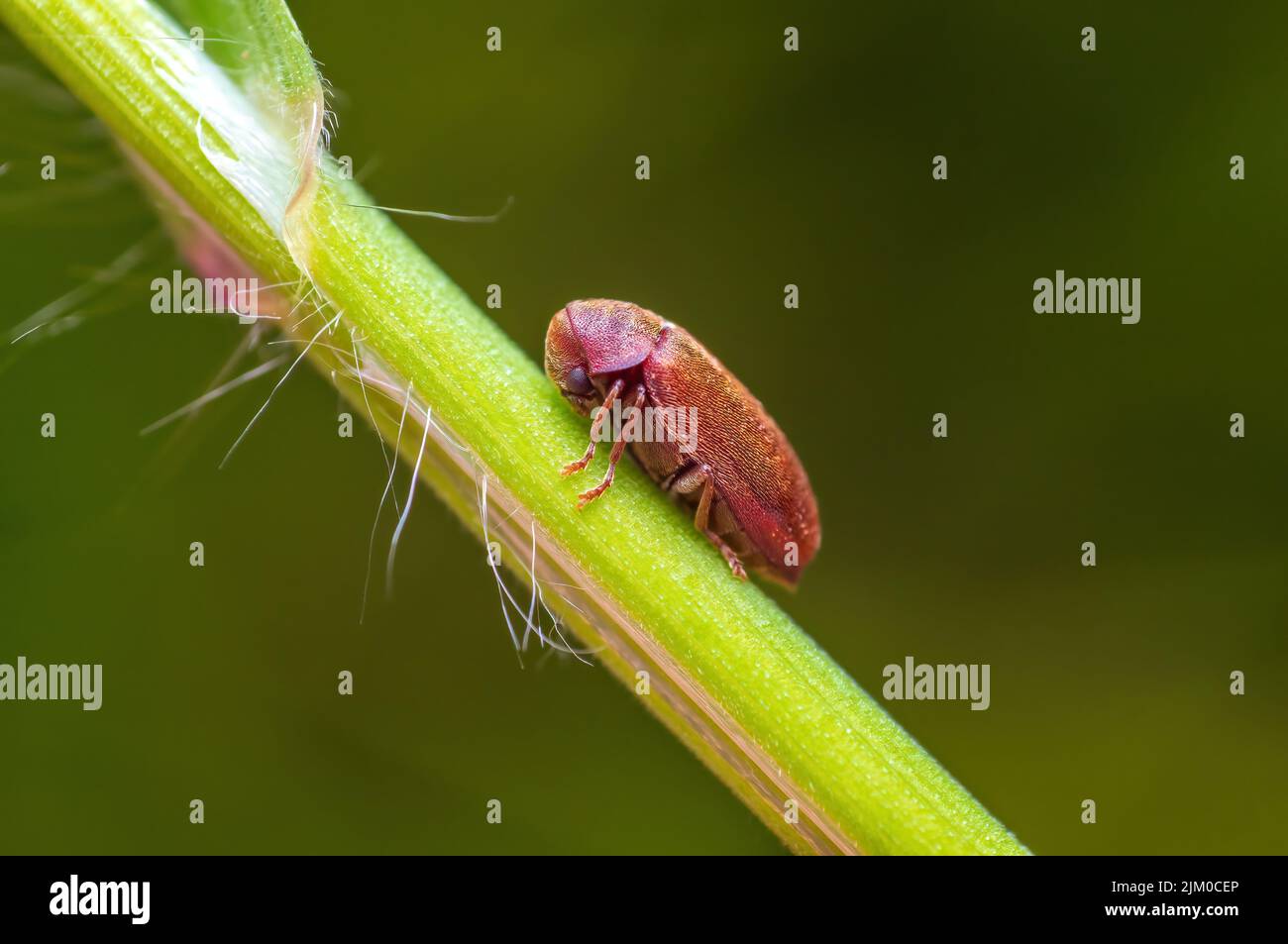Meadow brown biology hi-res stock photography and images - Alamy