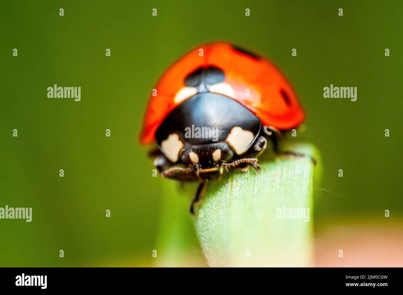 Hairy ladybug hi-res stock photography and images - Alamy