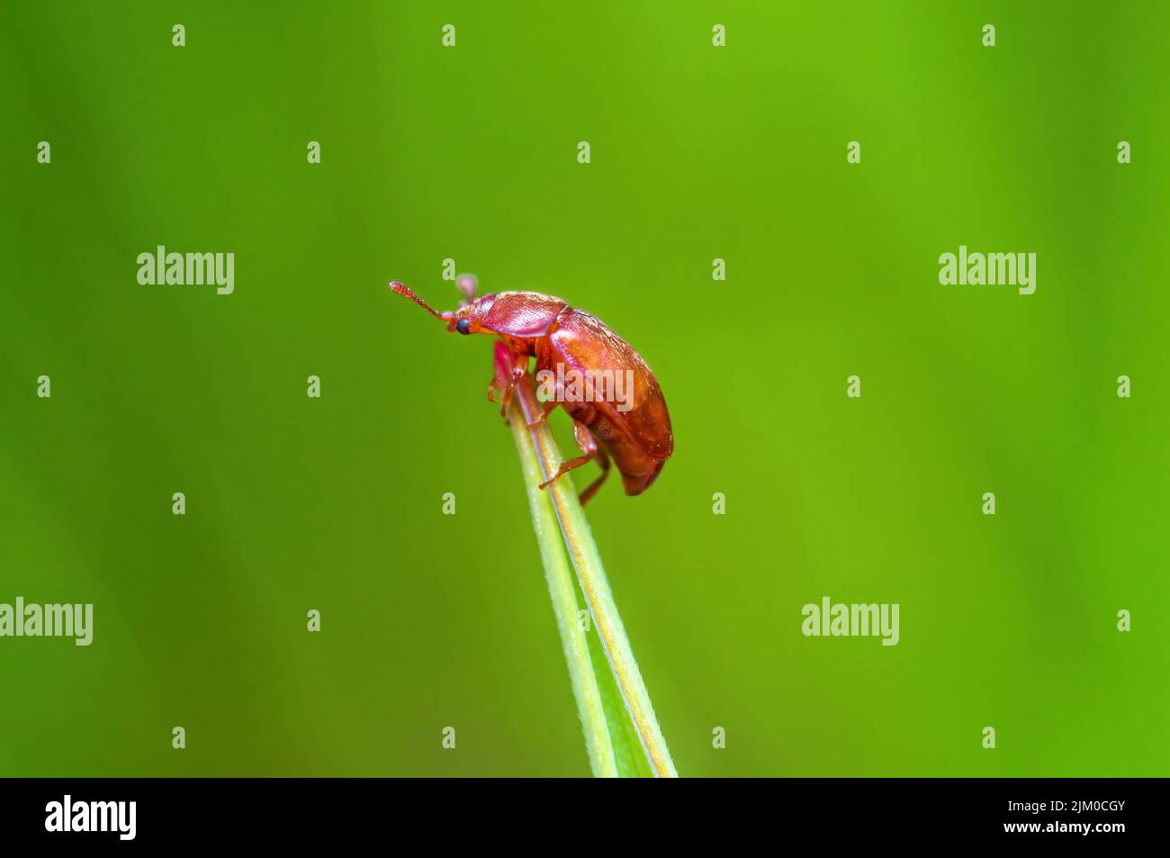 a brown bug sits on a stalk in a meadow Stock Photo - Alamy