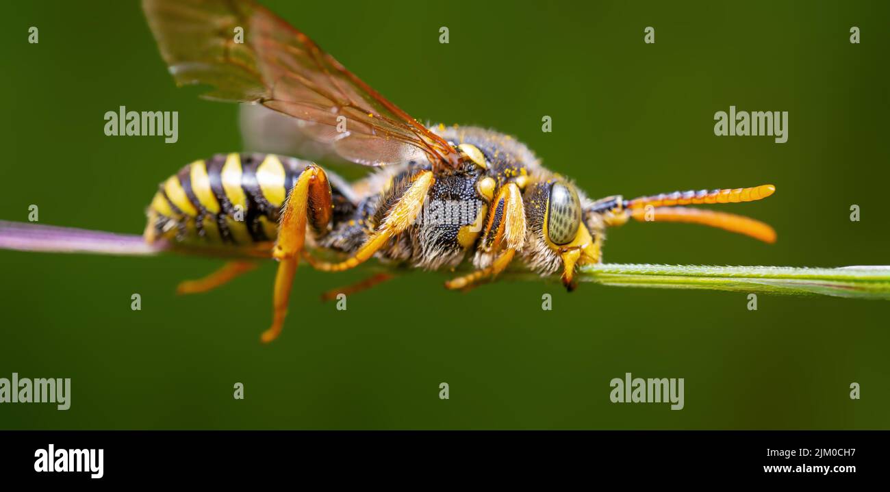 Wasp insect flying detailed hi-res stock photography and images - Alamy