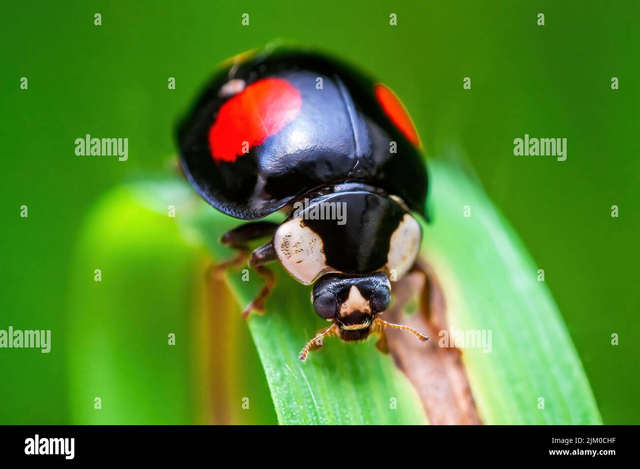 Hairy ladybug hi-res stock photography and images - Alamy
