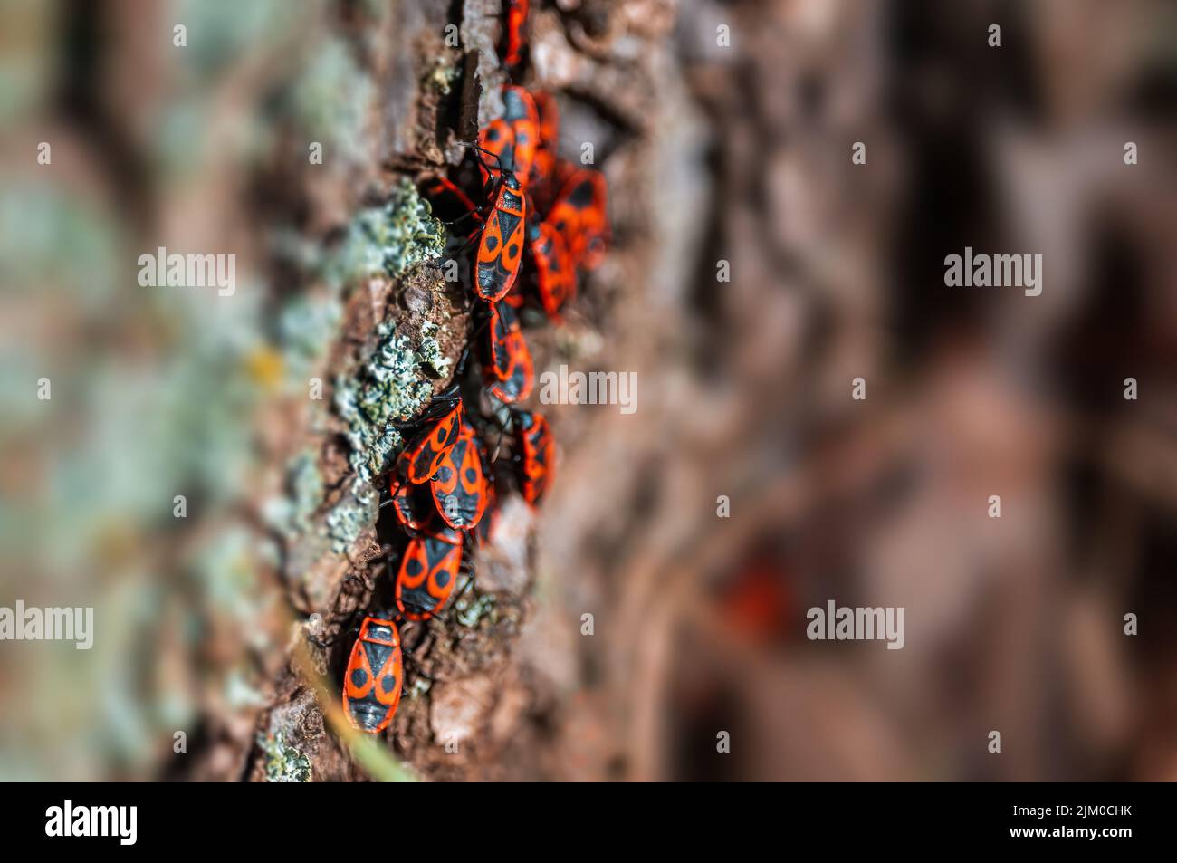 Fire bugs hi-res stock photography and images - Alamy