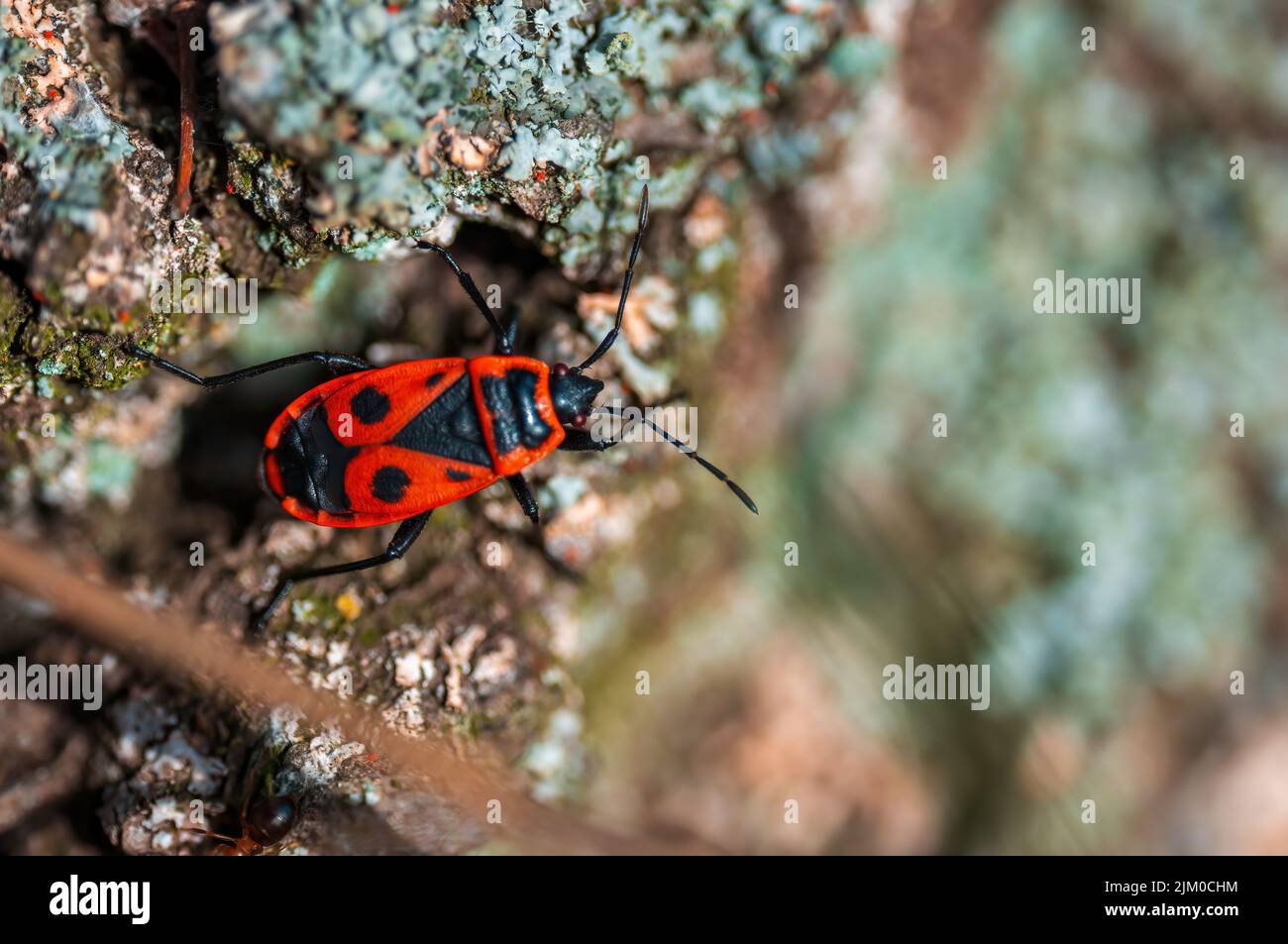 Fire bug on bark hi-res stock photography and images - Alamy