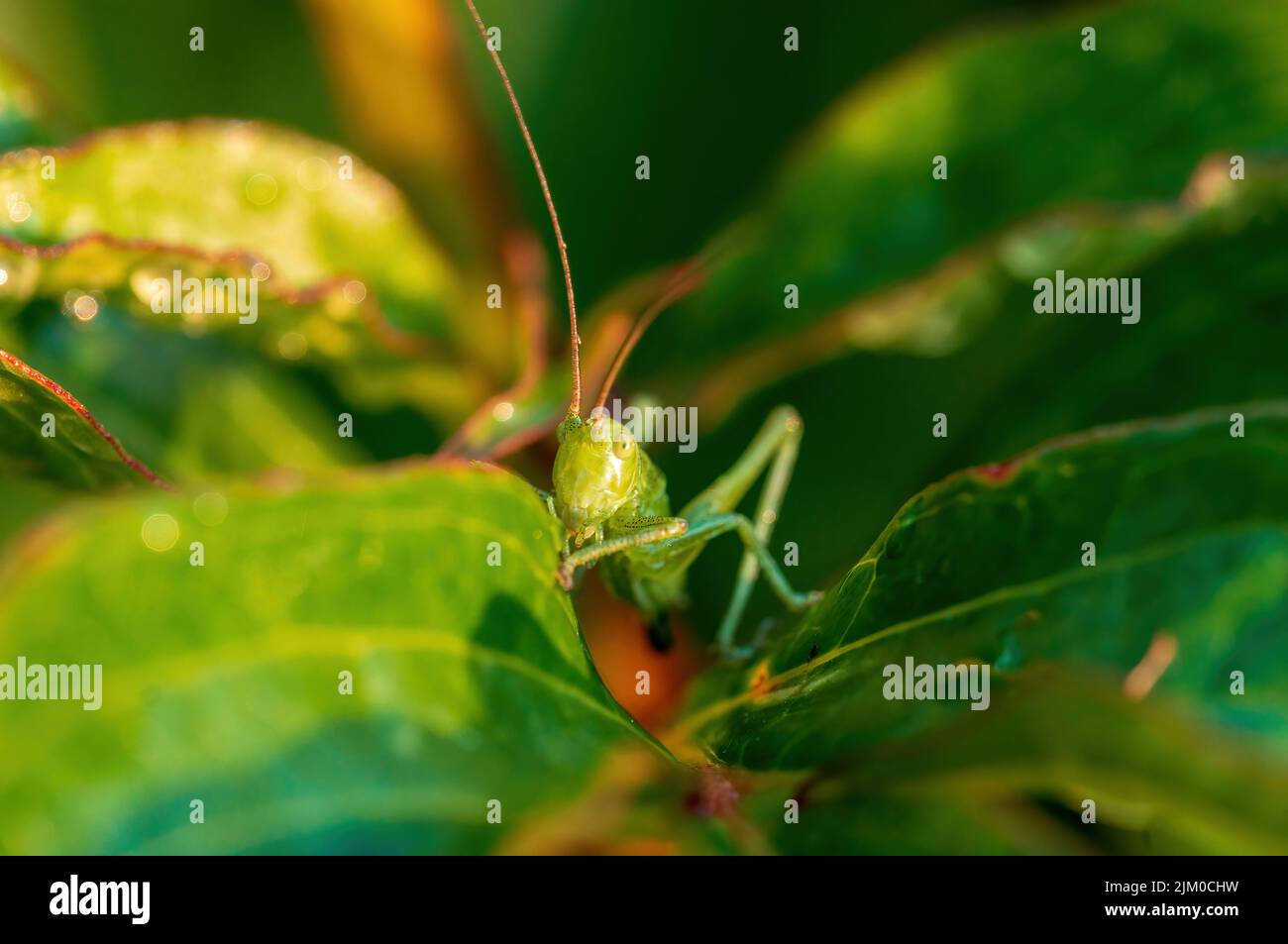 Grasshopper leaf pattern hi-res stock photography and images - Alamy